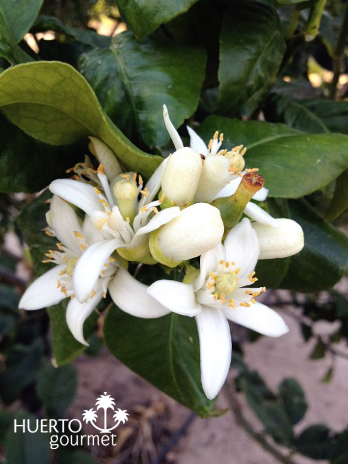 Blog Huerto Gourmet: FLORES DE AZAHAR en Huerto Gourmet