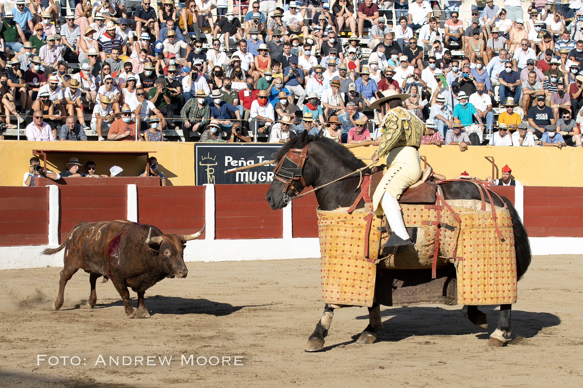 Toro, Torero y Afición: Ceret 2021 : Toros de Reta de Casta Navarra ...