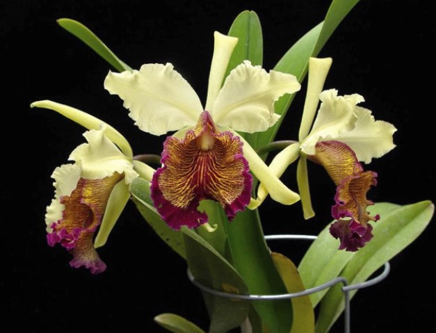 Cara Menanam Bunga Anggrek Yang Mudah, Serta Perawatannya - Villakan.com