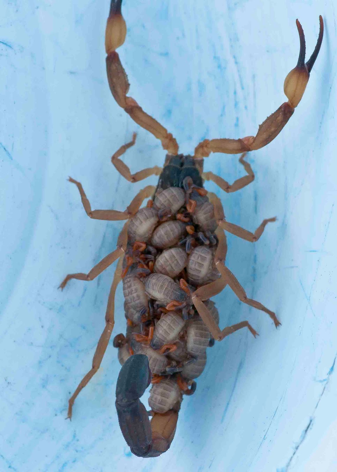 Panama Prattle: Yes, Virginia...There are Bugs in Panama