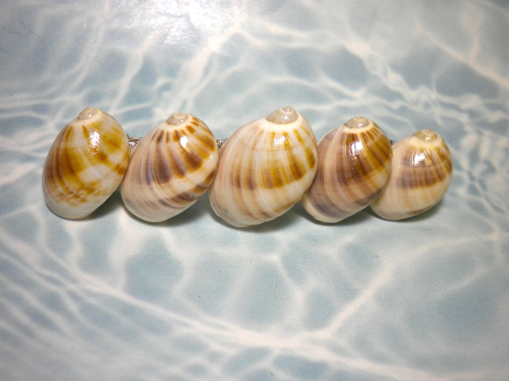 Del's Shells: Swirly Shell Jewelry