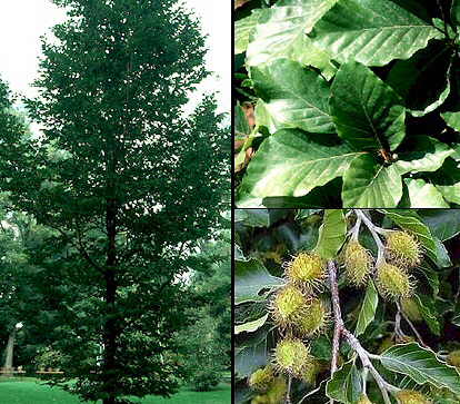Faia (Fagus sylvatica)