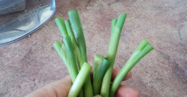 How to: Growing scallions in water! + Progress video! - Alice's Meet ...