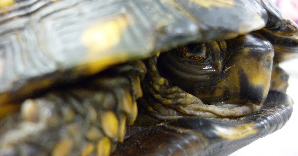 🕊Voice of the Dove🕊: At Home In My Shell