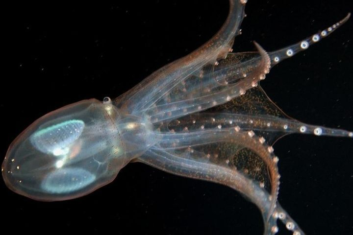 10 Totally Transparent Marine Animals ~ Aquatic Students' Association