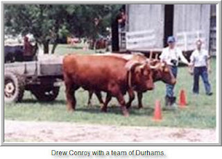S T R A V A G A N Z A: OXEN AS DRAFT ANIMALS