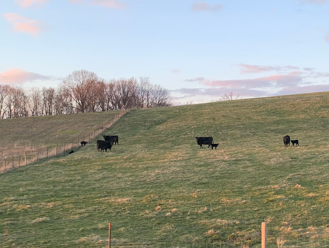 Amish Horses: Early Spring Amish Style