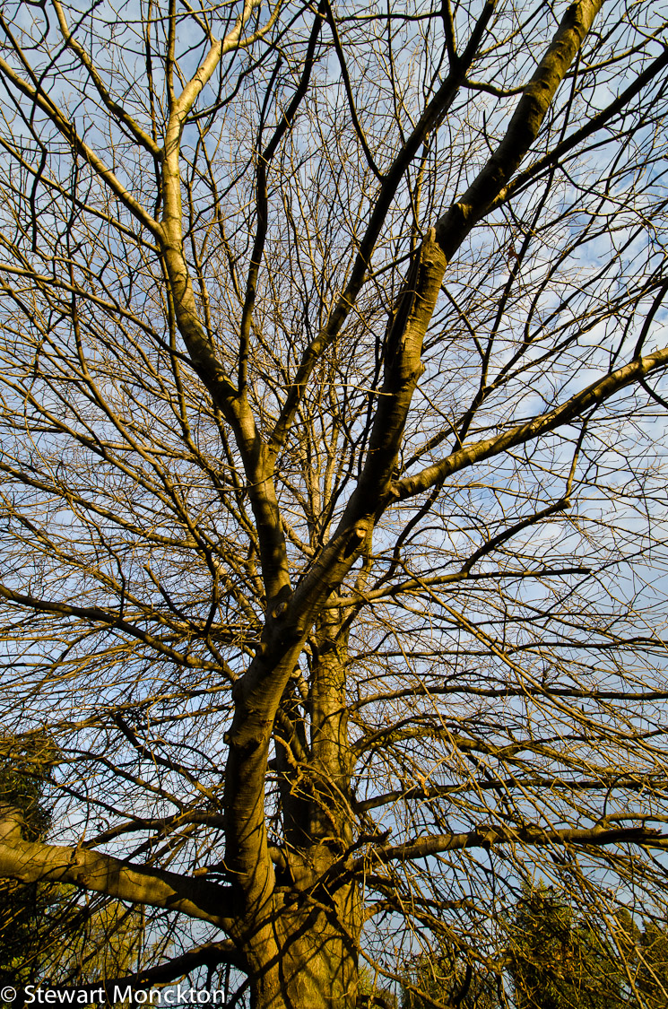 Paying Ready Attention - Photo Gallery: A golden bough