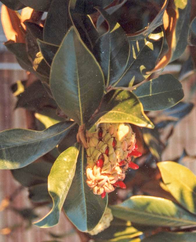 Taxonomía Plantae Magnoliopsida: Phylum Tracheophyta Clase ...