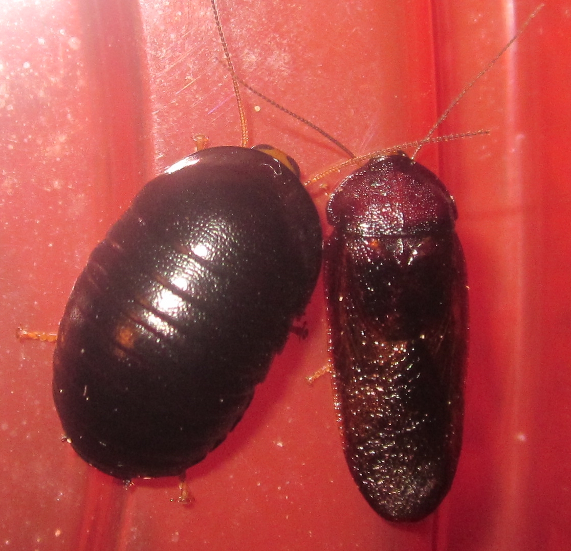 Invertebrate Dude: Perisphaerus punctatus: New Roly Poly Roaches!!!