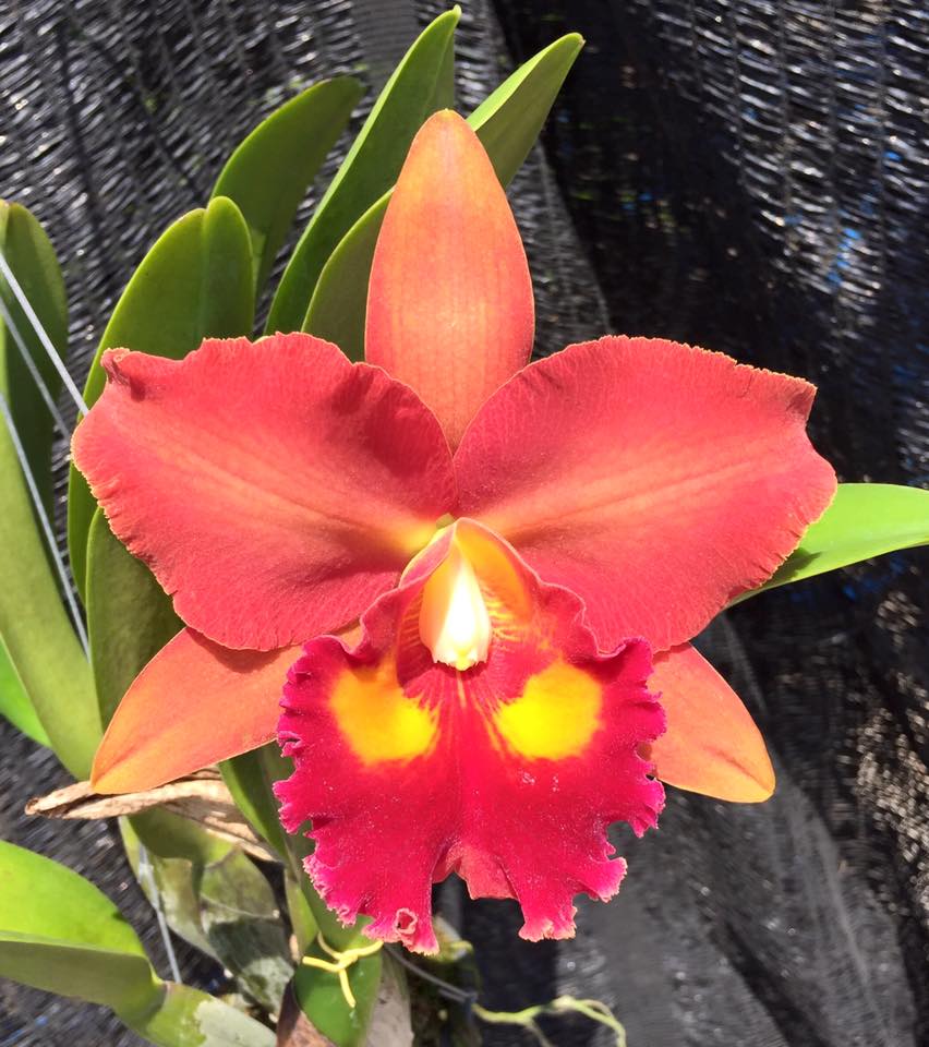 Orchid Boom - World of orchids: Cattleya hybrid