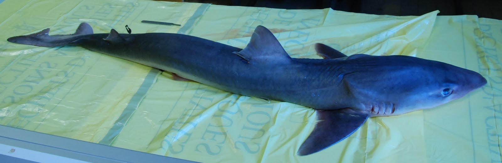 Skulls, bones and fish soup