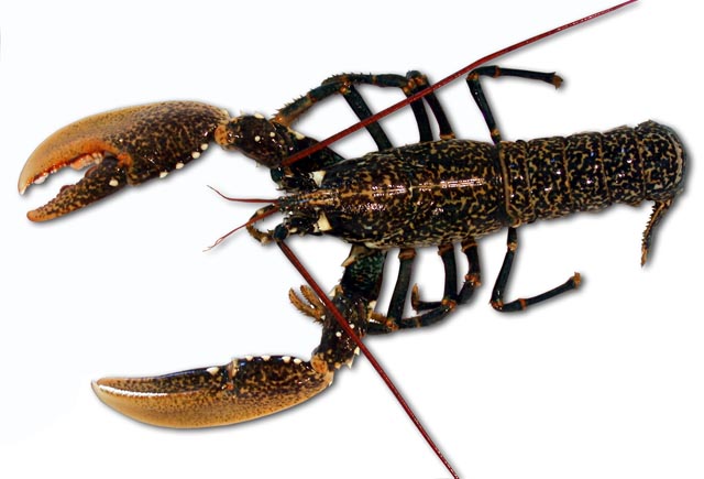 Homarul comun | Pescuit