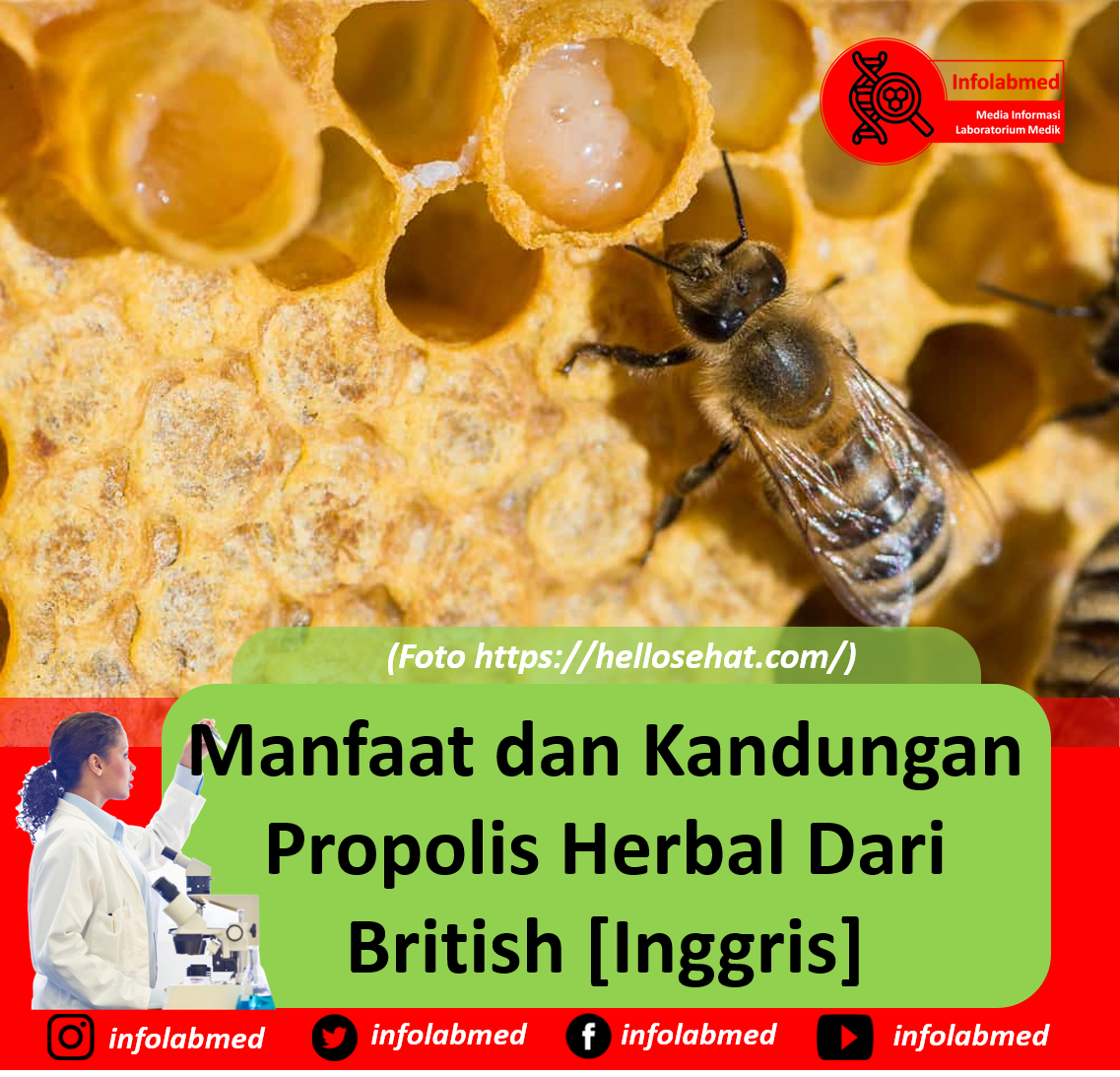 Manfaat dan Kandungan Propolis Herbal Dari British [Inggris]