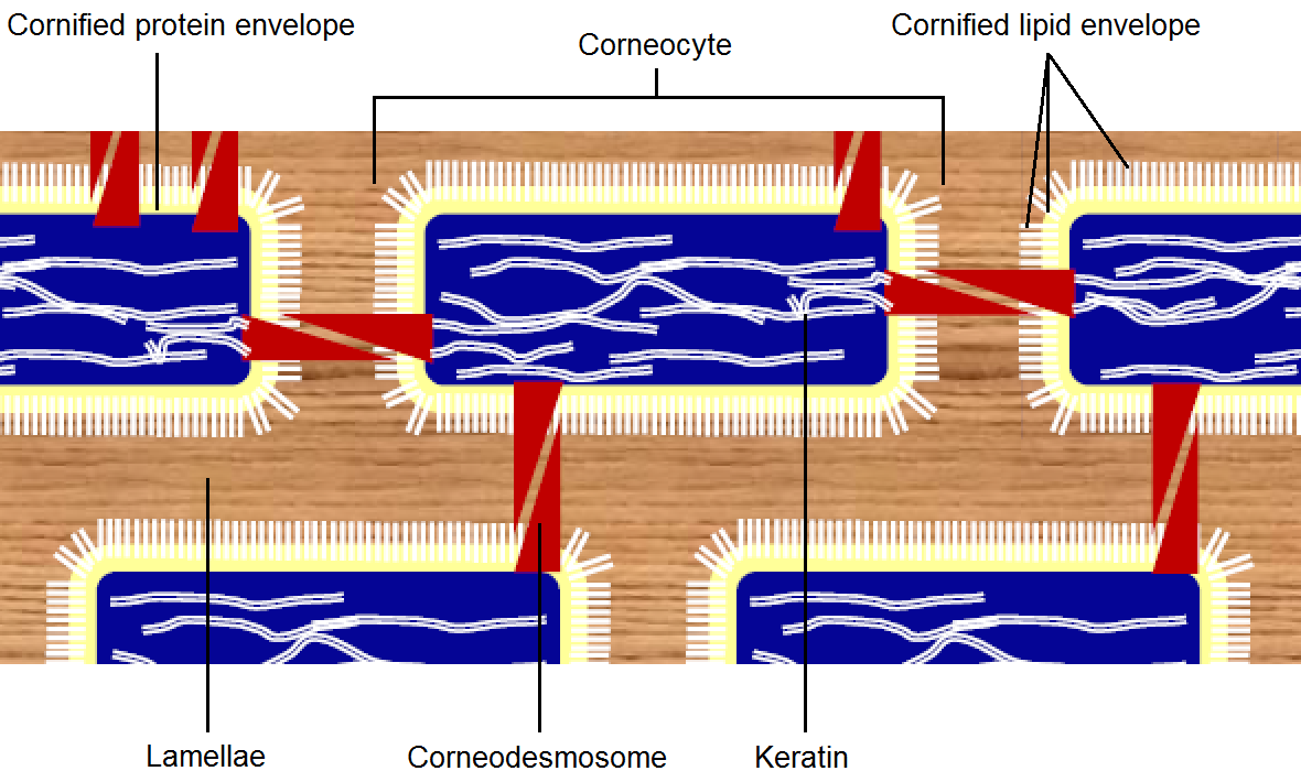 Beauty Note | Formation of New Skin Cells