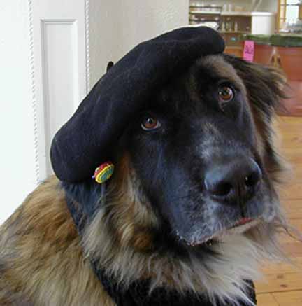 The Beret Project: Bereted Dogs