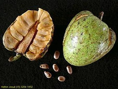 FRUTAS BRASIL: A Familia Anonáceas