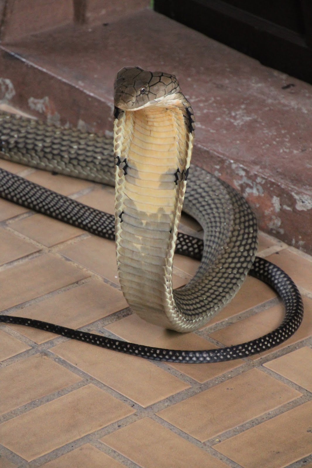 Bangkok - the Red Cross Snake Farm