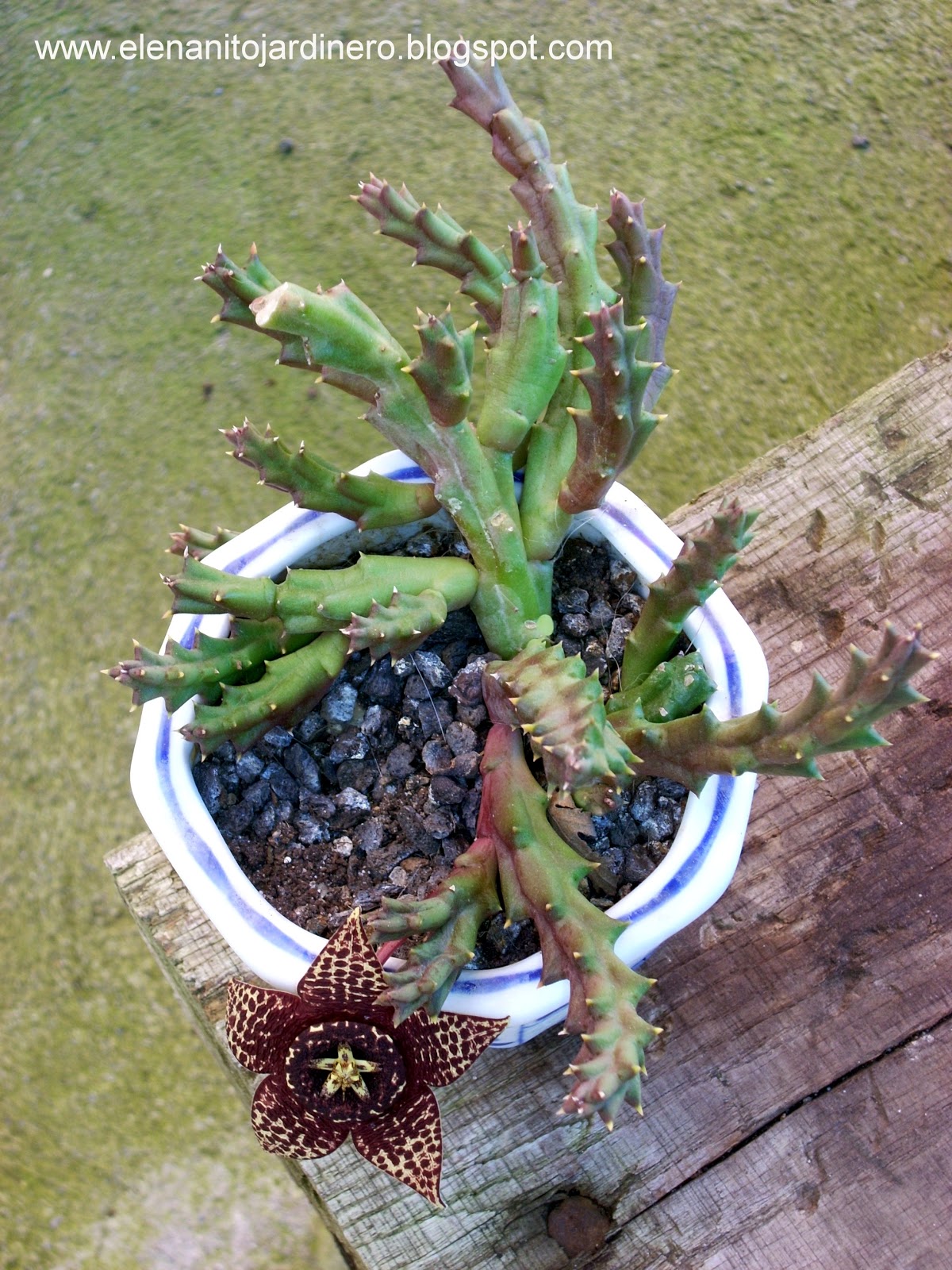 El enanito jardinero: ORBEA VARIEGATA (ant. Stapelia Variegata)