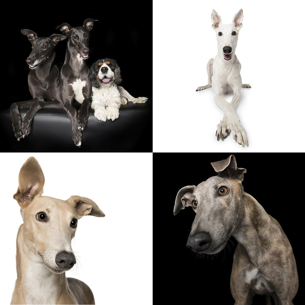 For the Love of Greyhounds by Alex Cearns | Australian Dog Lover