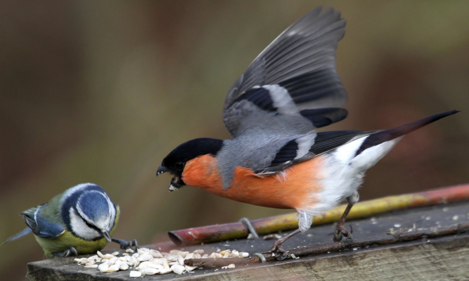 Birding with Flowers: Operation Bullfinch