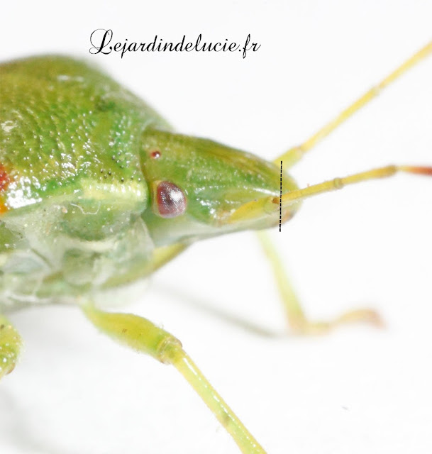 Cyphosthetus tristriatus, jolie punaise décorée en rose!