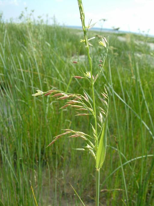 Jenis-jenis serealia dan manfaatnya