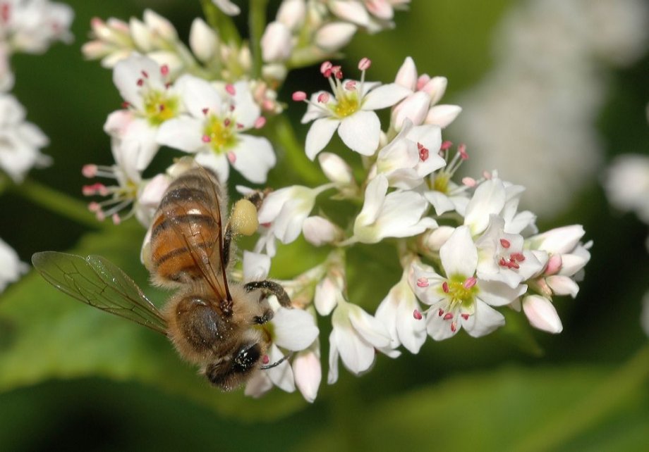 Biljke i aroma meda - Pčelarstvo za početnike
