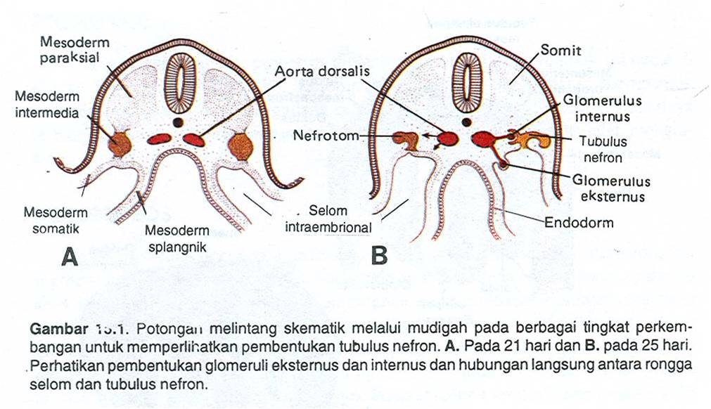 Yunita@Biologi: Pembentukan Sistem Urogenital