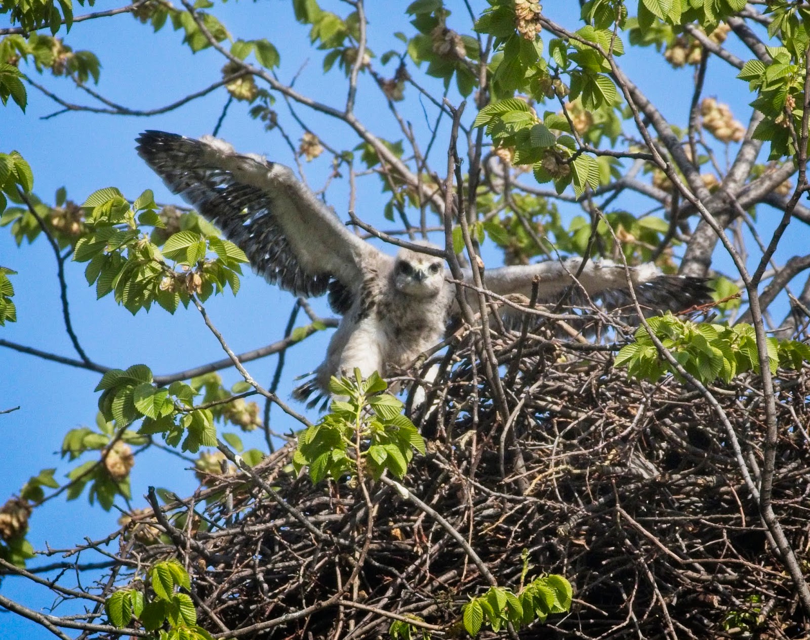 Laura Goggin Photography: This week's Tompkins Square hawk chick update