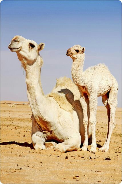 Beautiful Camels
