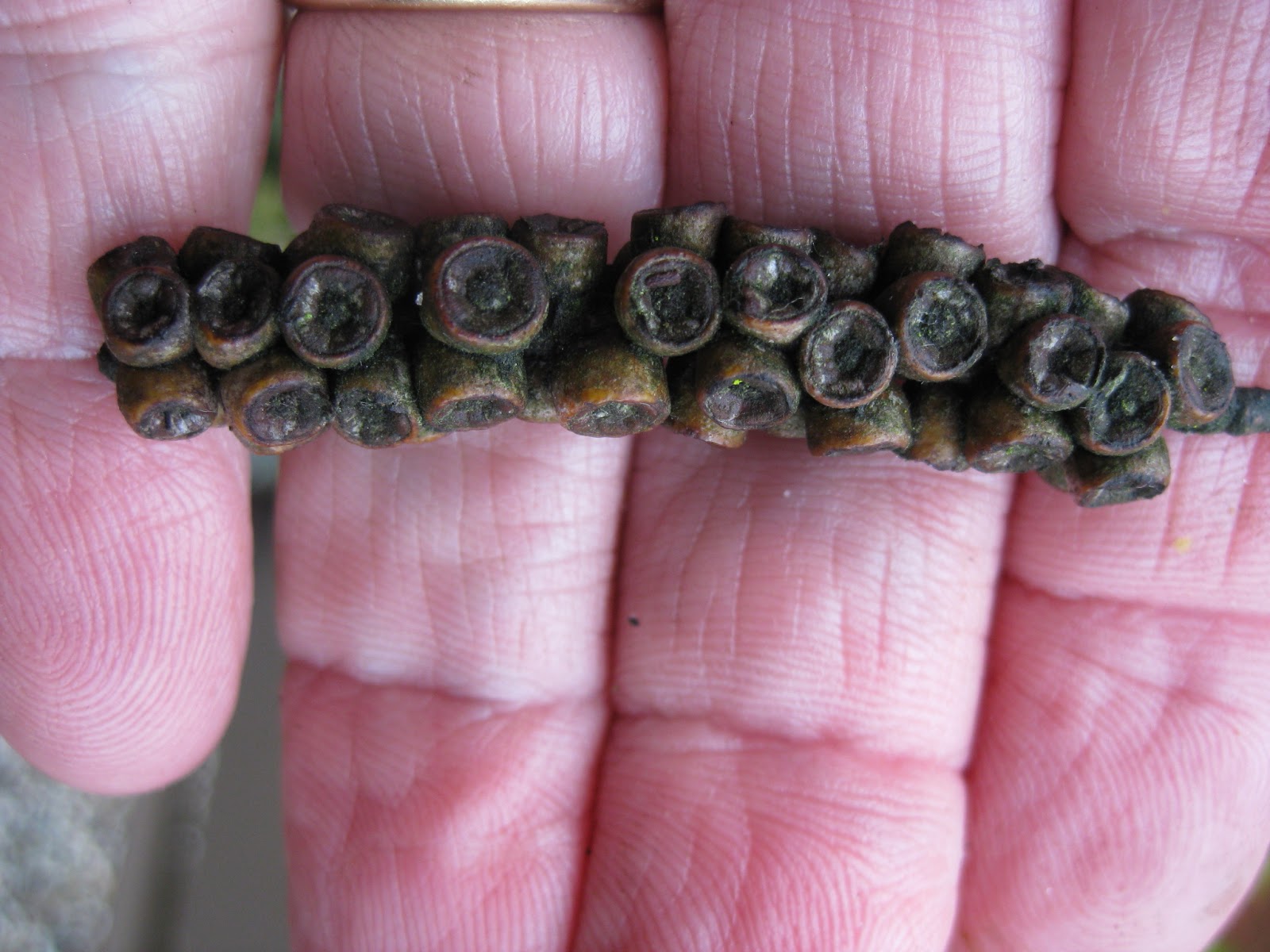 Trees of Santa Cruz County: Melaleuca quinquenervia - Paperbark Tea tree