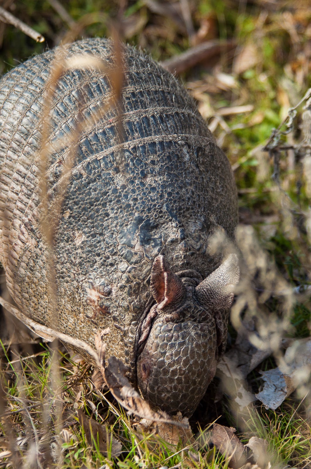 A Tree Falling: LLELA Armadillo