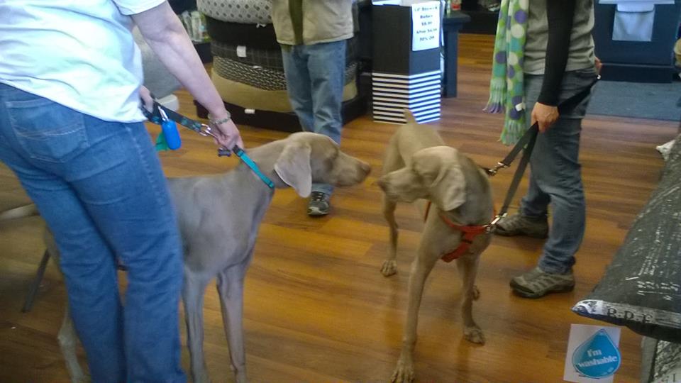 The On-Line Buzzletter: A Successful Weimaraner Rescue Event!