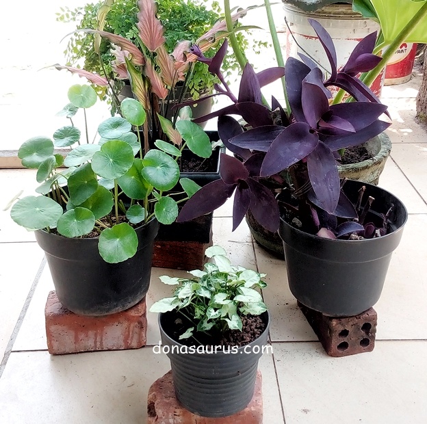 Merawat Bunga Dalam Pot - Merawat Bunga Dalam Pot