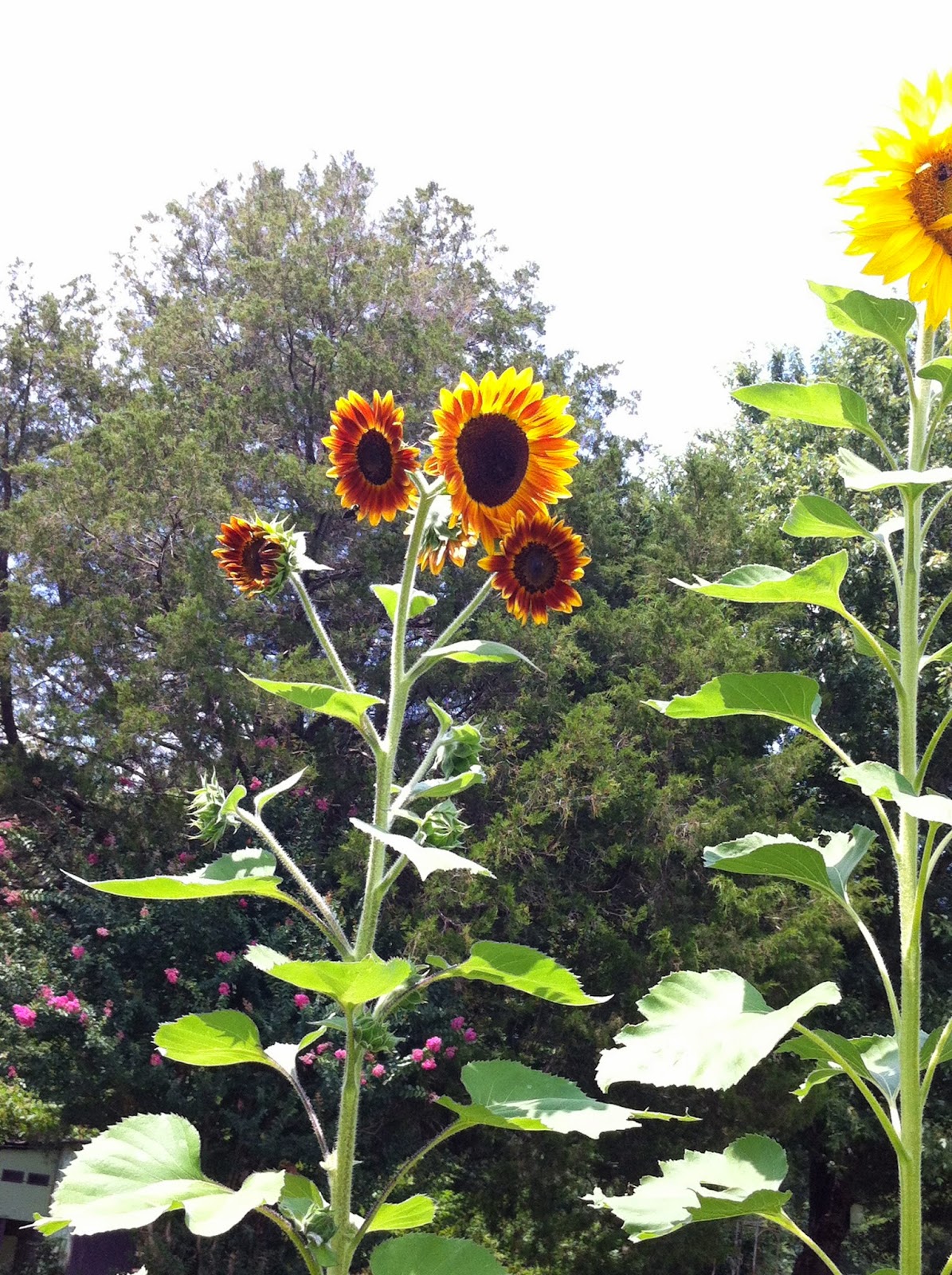 Tatum's Farm: Sunflowers in August