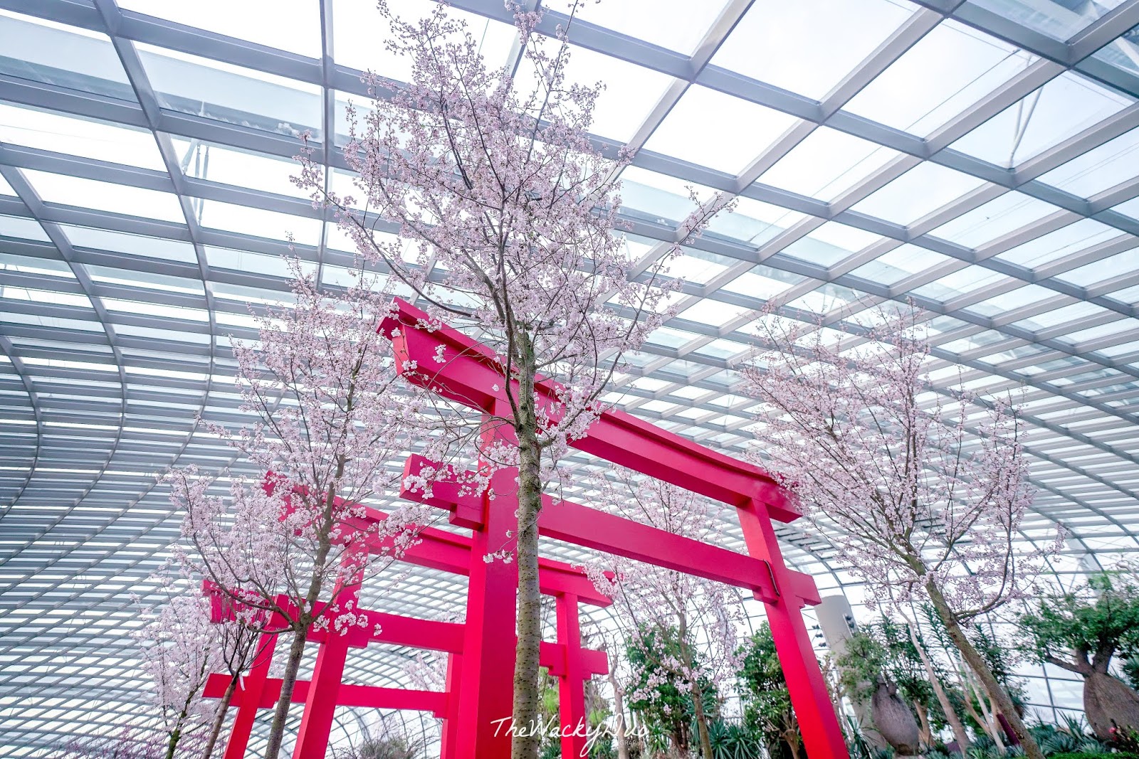Sakura Matsuri @ Flower Dome :7 Reasons to Visit - TheWackyDuo.com ...