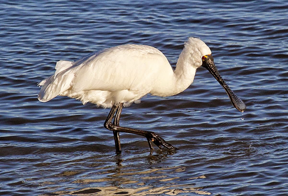 SPOONBILL photos - wallpapers (ανανεωμένο) | the fun bank