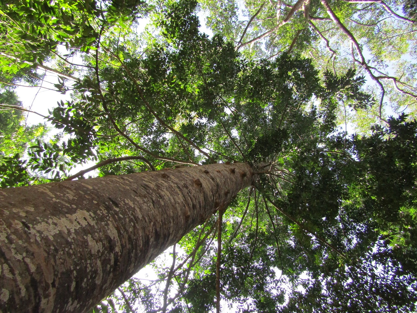 Real World Gardener: Australia's Kauri Pine:Agathis robusta