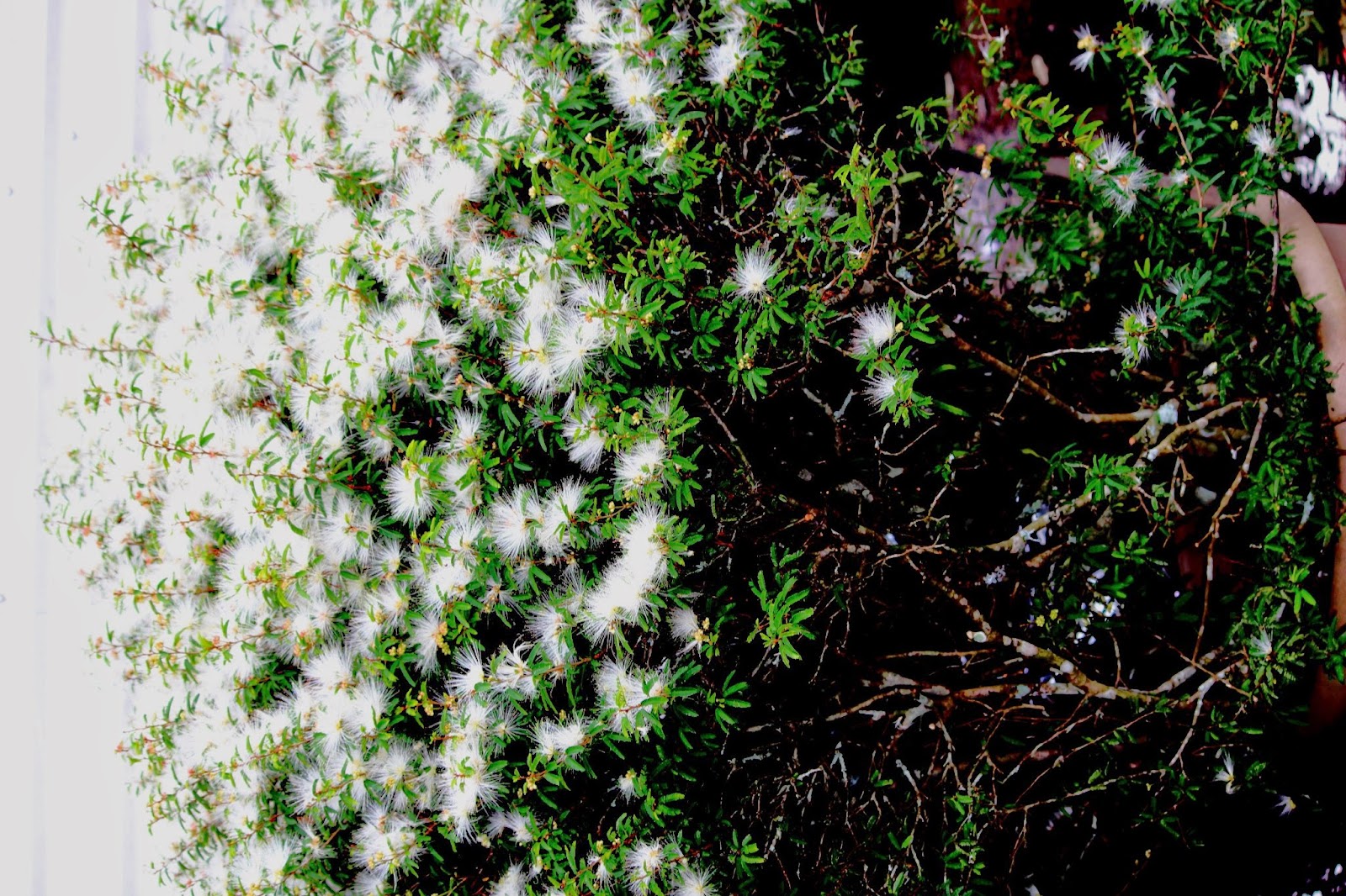 Uma flor por dia: Calindra tweedii