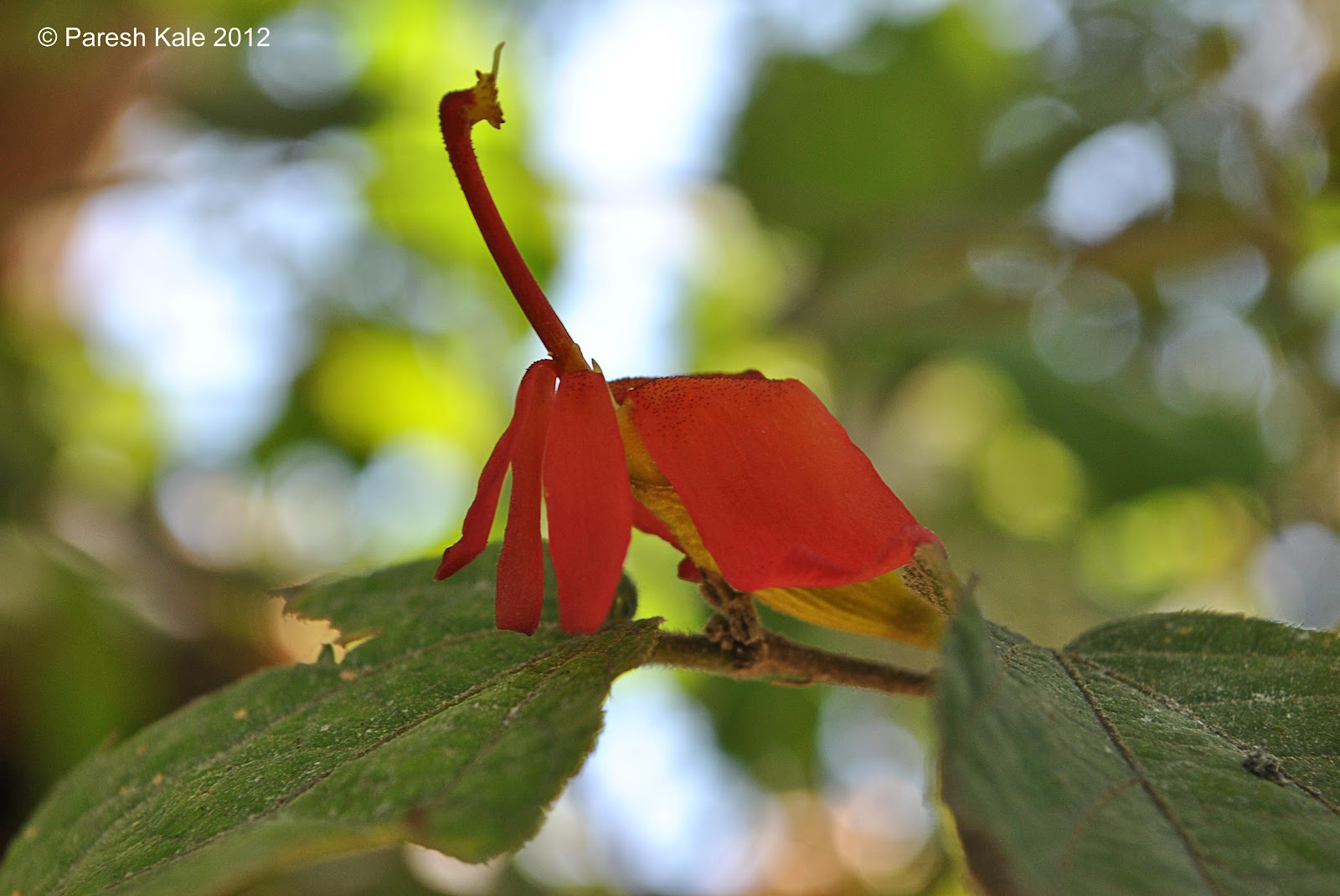 रुबाई - Rubaai: Flowering Trees: Helicteres isora ( मुरुड शेंग )
