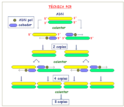 Prácticas Hematología: Práctica 49: Reacción en cadena de la polimerasa ...