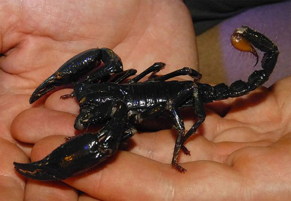 Kalajengking Raksasa