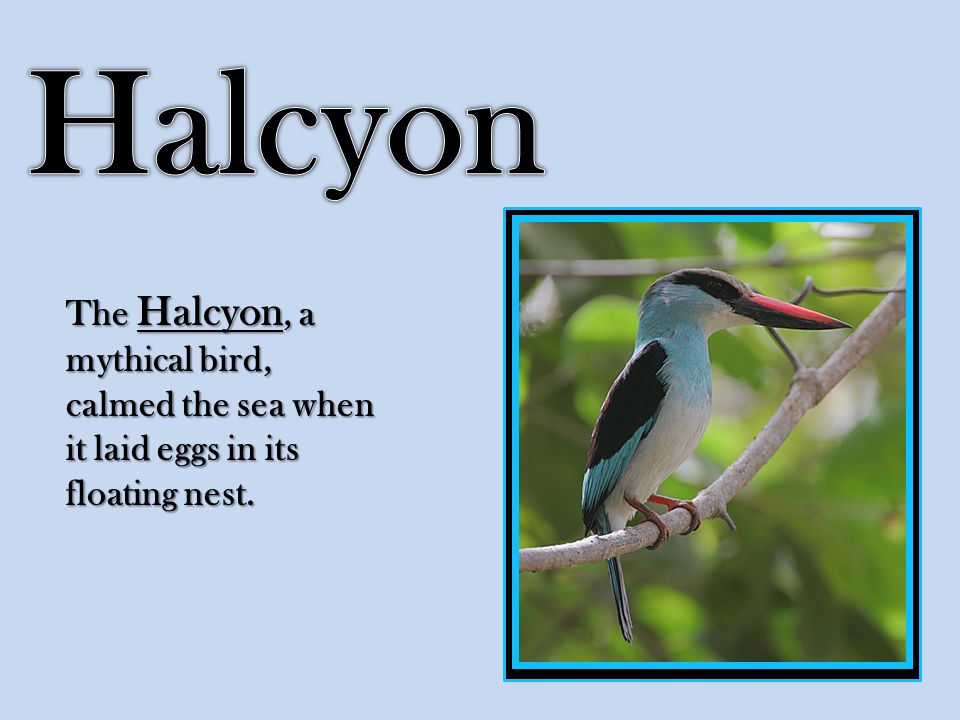 EXAMS AND ME : Halcyon: The Story Of Ceyx and Alycone