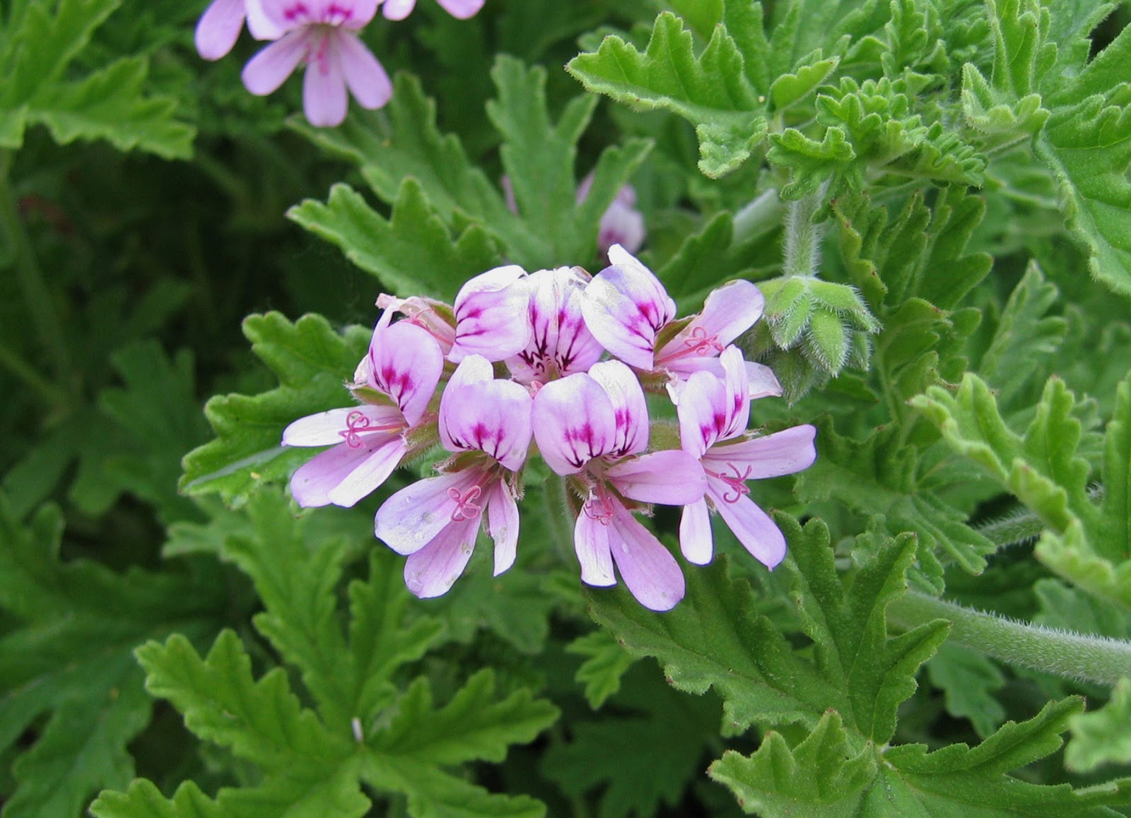 Flores y Palabras: Geranio de olor