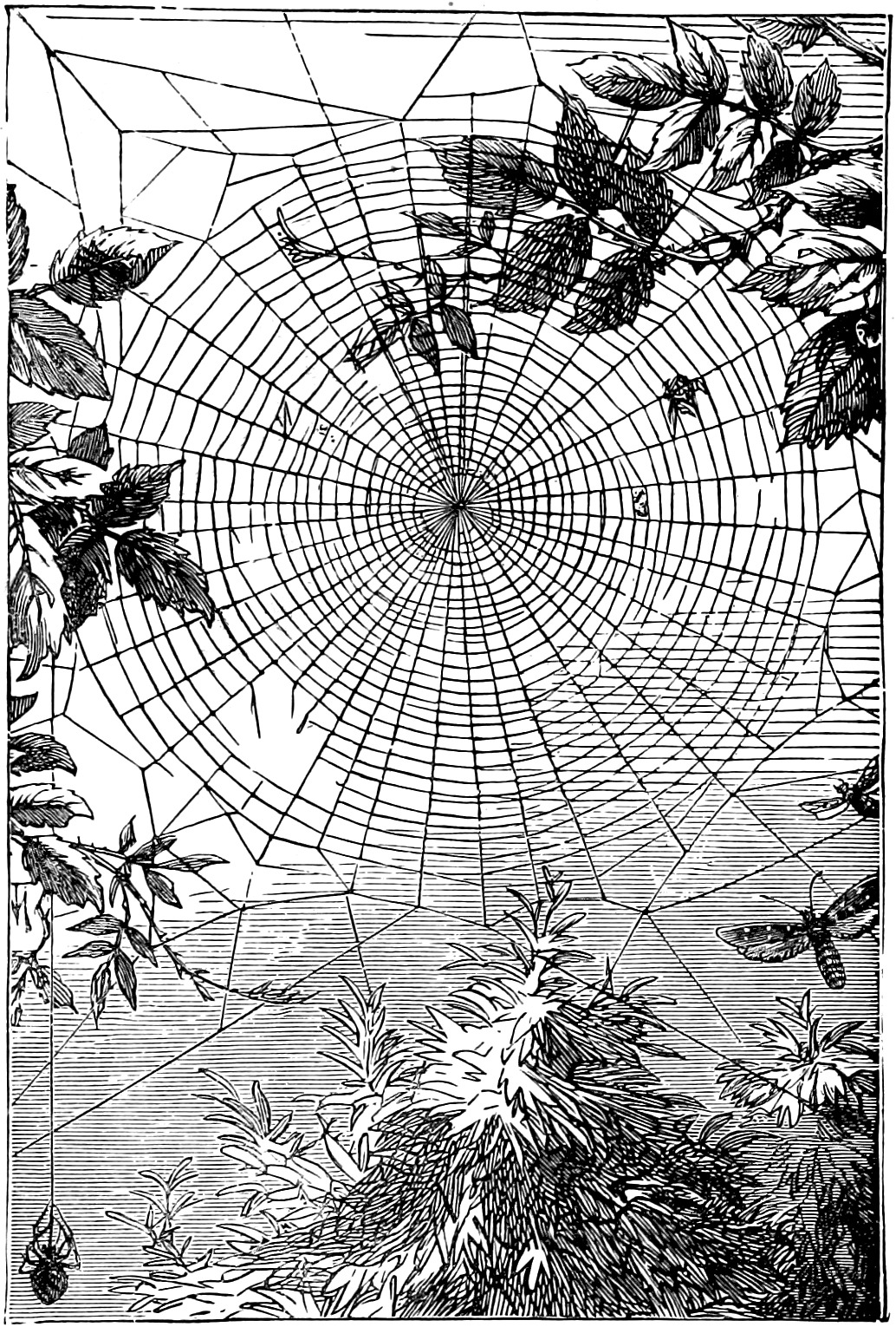 PowerOfBabel: Attercop, Attercop!