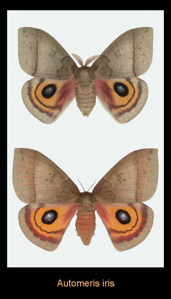 Joseph Scheer: Moths