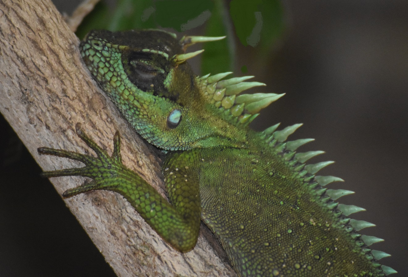 ZOOTOGRAFIANDO (6.100 ANIMALS): DRAGÓN CORNUDO DE NATALIA / NATALIA´S ...