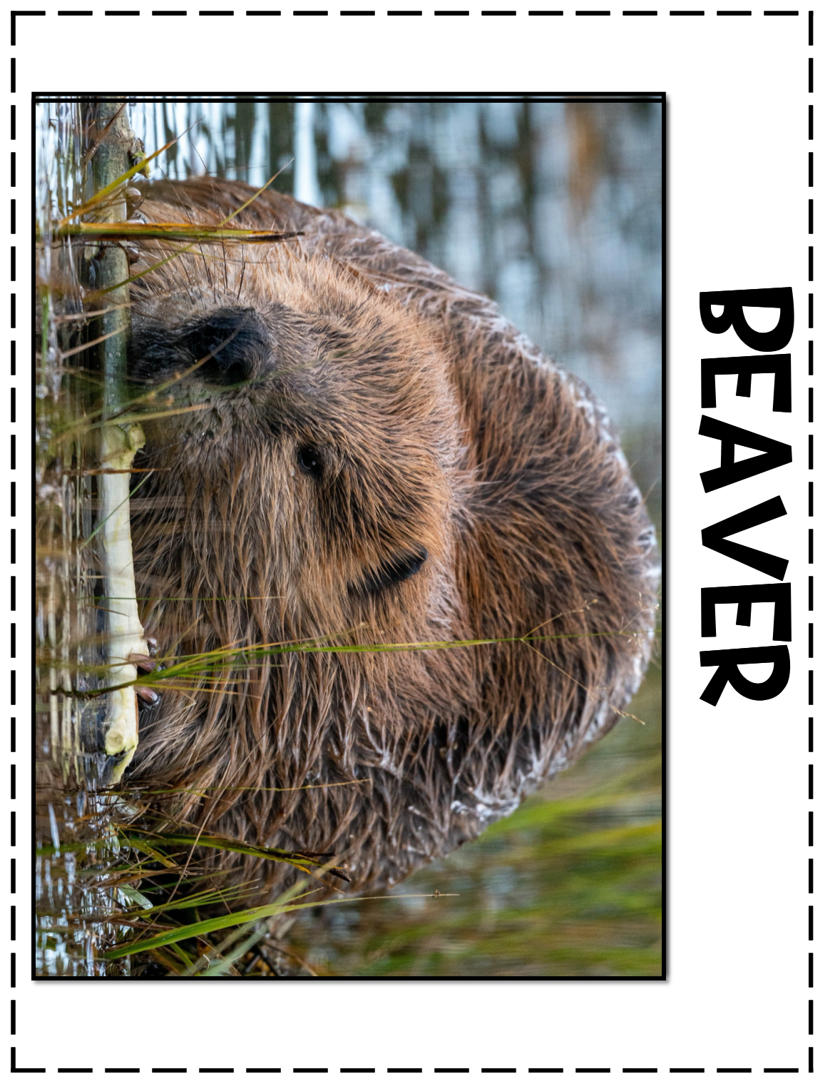 1st Grade Hip Hip Hooray!: Animal A to Z... Read, Write, Word Work ...