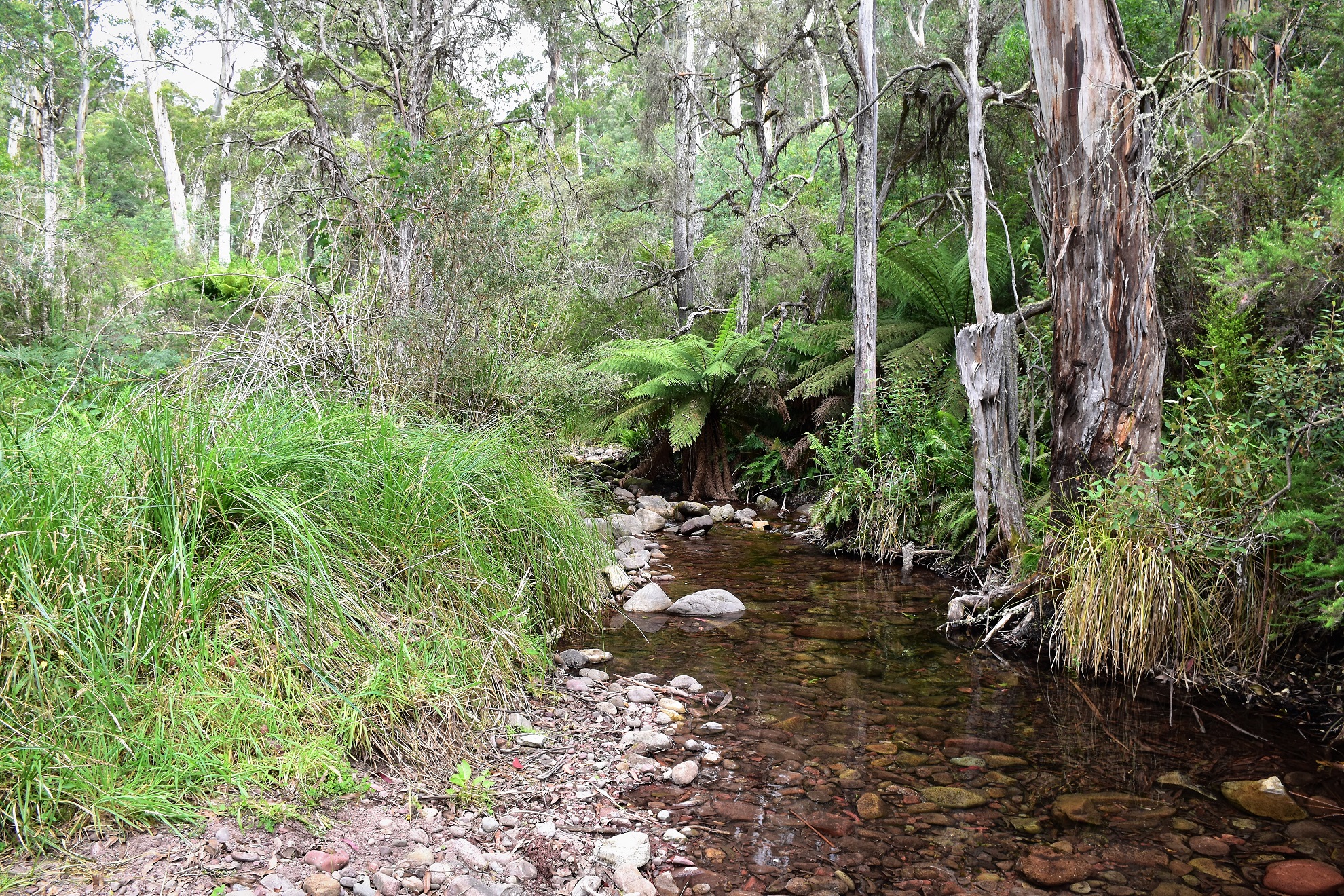 Goin' Feral One Day At A Time: Stanley Name Spur Camp to Upper Howqua ...